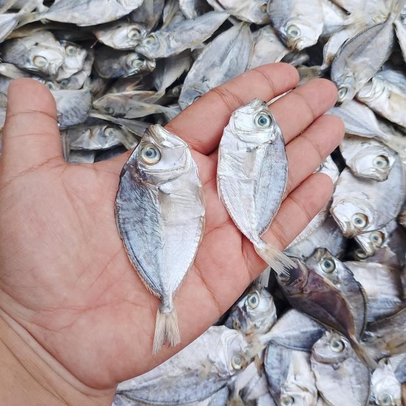 Ikan asin petek / dodok kering Food / pirik / dukduk - Shop | Tokopedia