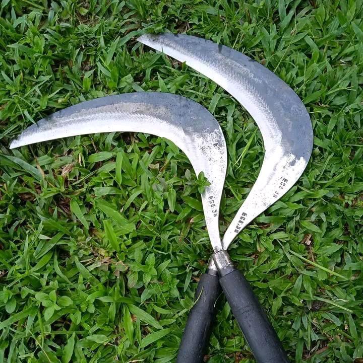 PISAU ARIT RUMPUT PADI Ergonomis & Kokoh Kualitas Terjamin Alat ...