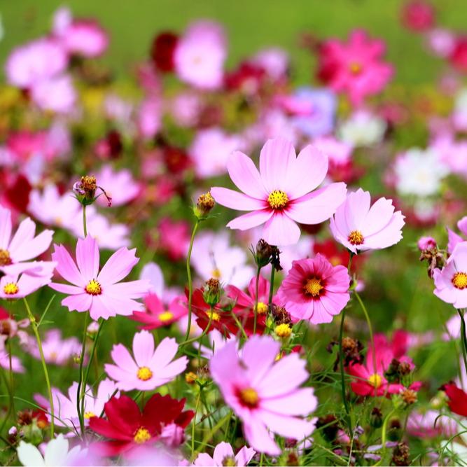 Cosmos Mix Colors Seeds Benih Bunga Kosmos Campur Warna（30 Seeds ...