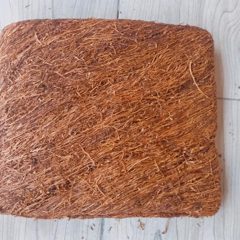 Ampenan tanjung kuning super lombok - Shop | Tokopedia