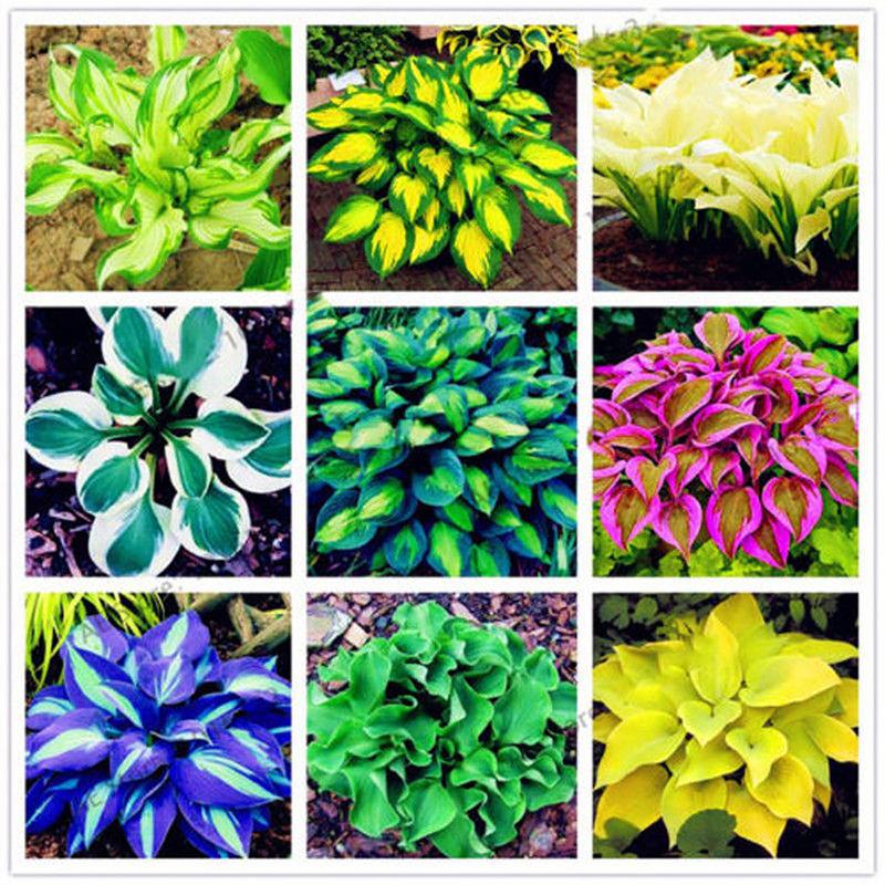 Benih Hosta Plantaginea, 100Pcs, Bunga Pea Beraroma, Teduhan - TikTok ...