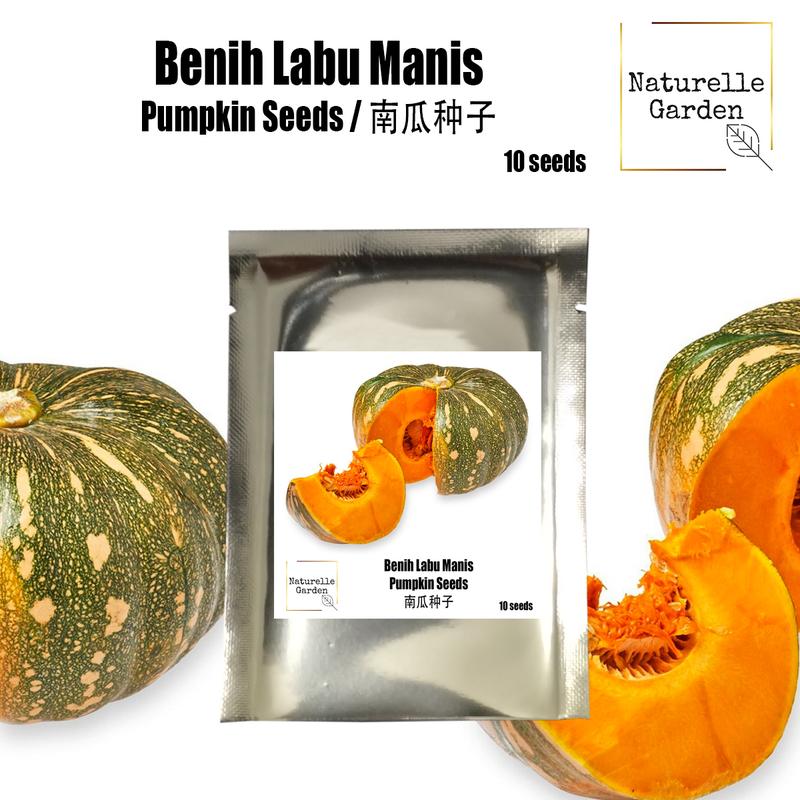 Benih Buah Labu Manis Pumpkin Seeds Vegetable Seeds 10 seeds - TikTok ...