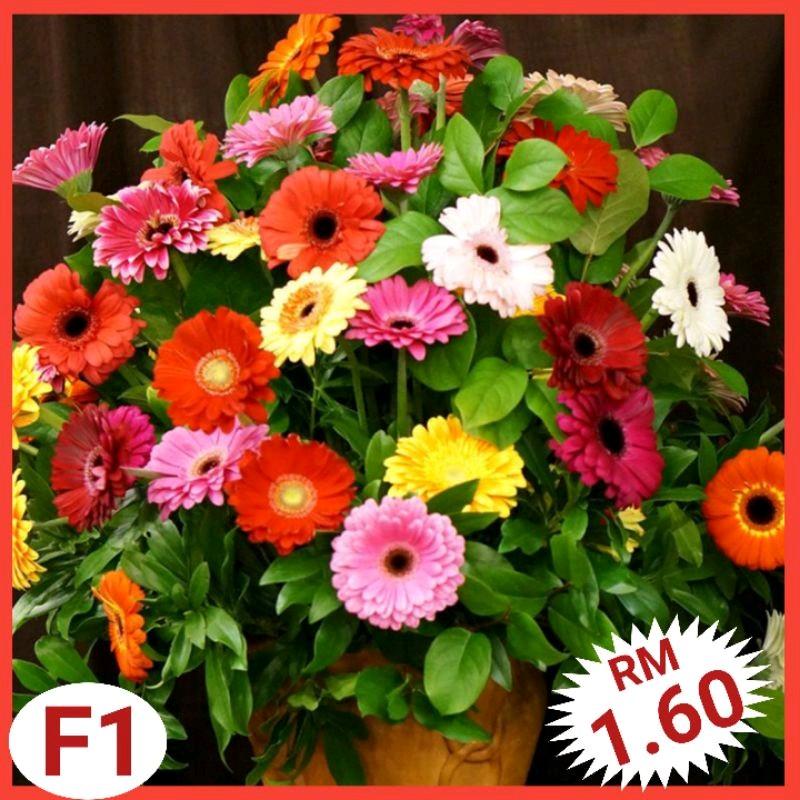 F1 Benih Bunga Gerbera Daisy (50+/-) -（Warna Campur） - Gerbera - TikTok ...