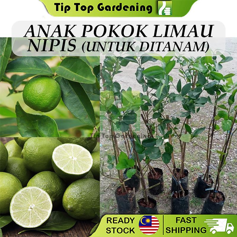 Anak Pokok Limau Nipis Untuk Ditanam Pokok Hidup Real Live Plant ...