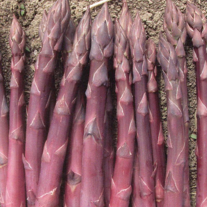 Benih Asparagus, Eitakea, 20Pcs / Beg, Cahaya matahari penuh - TikTok ...