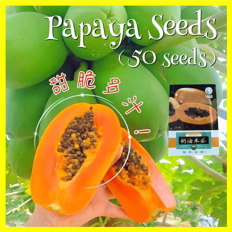 50 Seeds Sweet Cream Papaya Seeds Bonsai Papaya Seeds for Planting ...