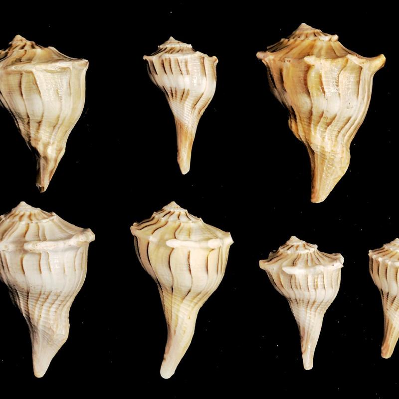 Lakshmi Valampuri Sangu Conch Shell Shankh (WITHOUT STAND) - TikTok ...