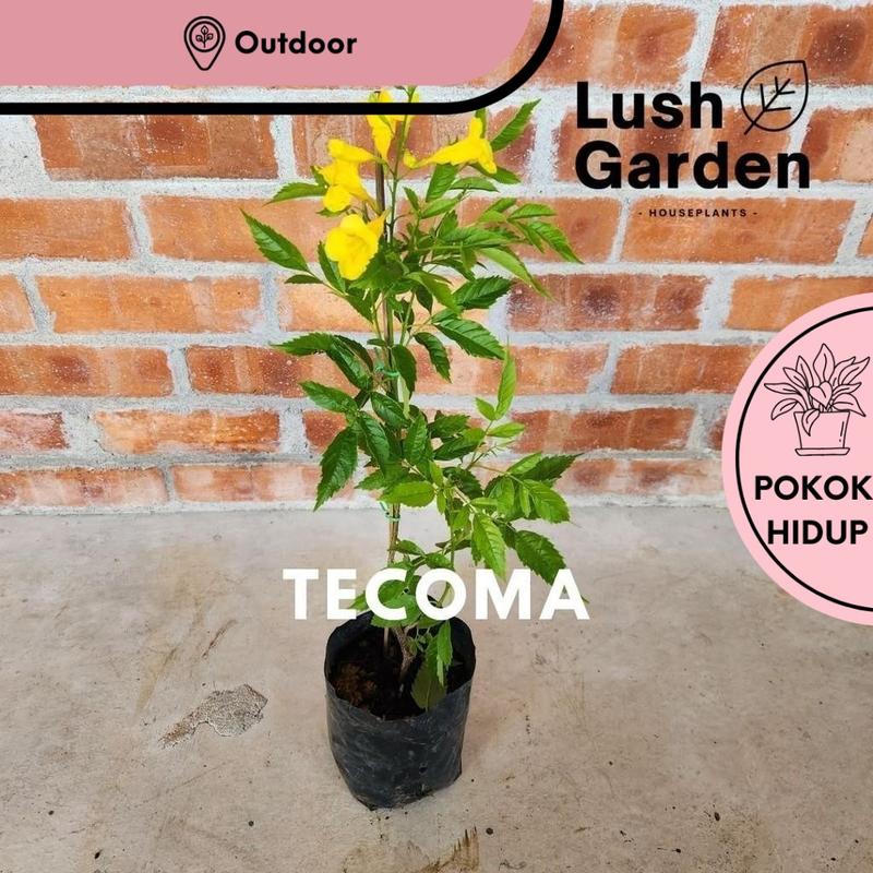 Tecoma Kuning / Yellow Bells | Polybag Outdoor Flower Live Plant ...