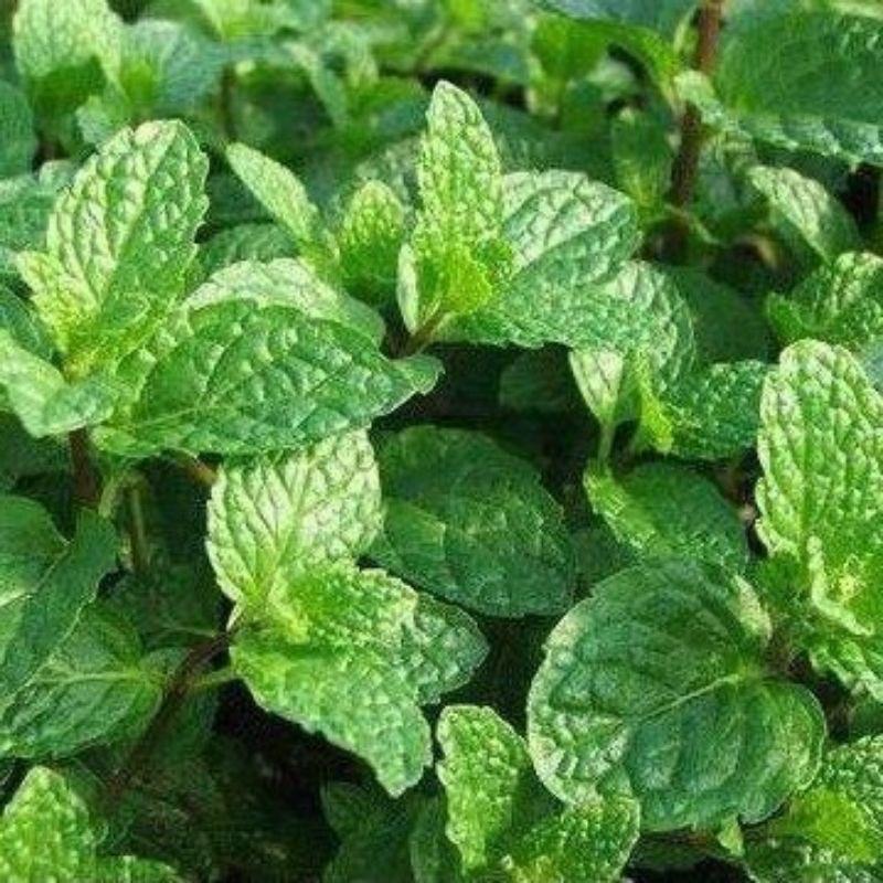 100 SEED -Benih Edible Mint | Mint Kucing Seed Edible Mint / - TikTok ...