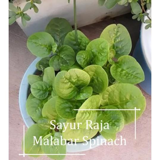 Sayur Raja Malabar Spinach Vegetable Seeds - 100 Seed *Pot Friendly ...
