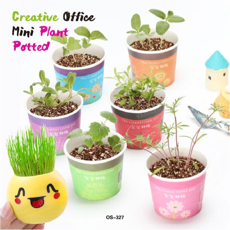 Creative Mini Grass Plant Potted || Green Grass Planted Gras - TikTok ...