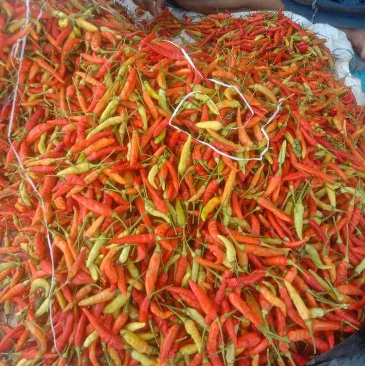 cabai rawit/ cabe/ Lombok 1 kg - Shop | Tokopedia
