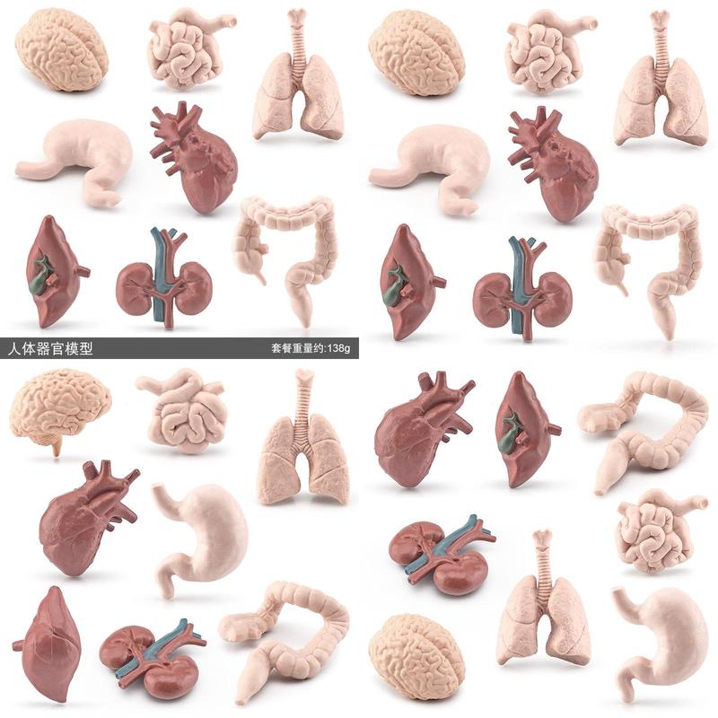 Stunning Pvc Educational Toy Of Human Organs Including Heart - TikTok ...