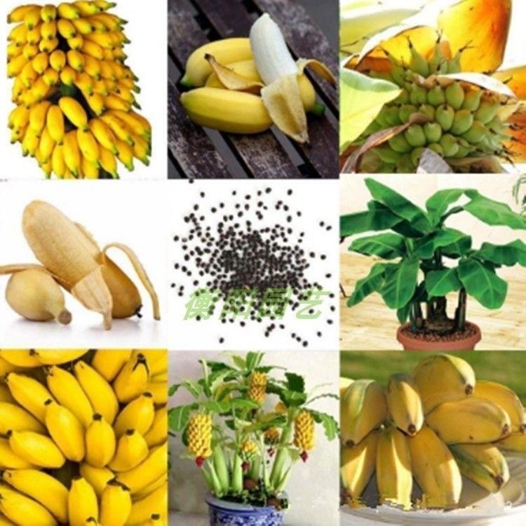 30 pcs Dwarf Banana Seeds Red Yellow Green/Biji benih Pisang - TikTok ...