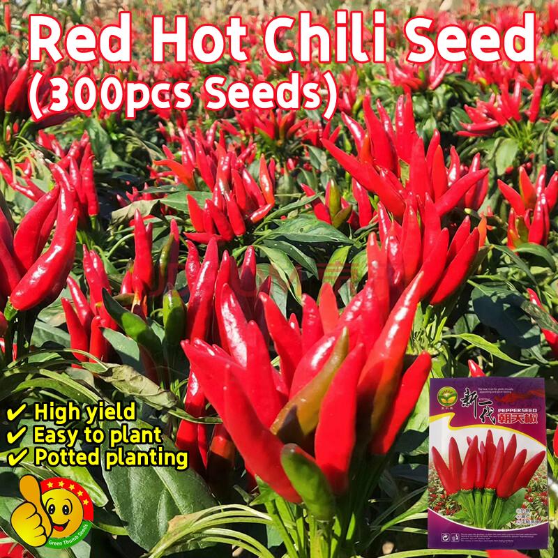 100% Original High Yield Super Spicy Red Hot Chili Seeds for - TikTok ...