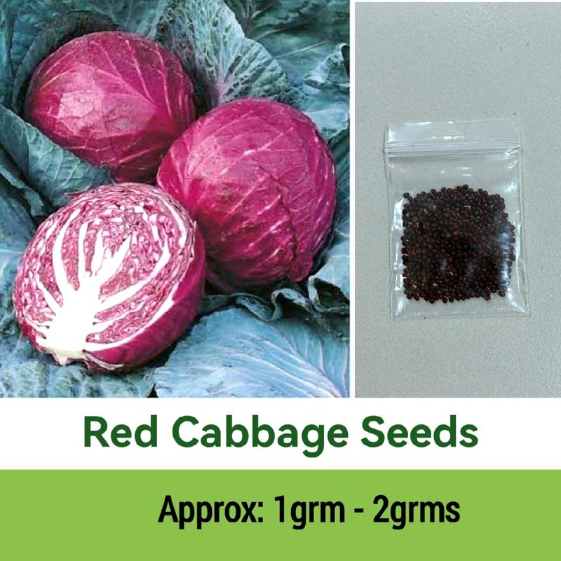 RED REPOLYO SEEDS - ACRE Variety - High Quality Vegetable Seeds ...