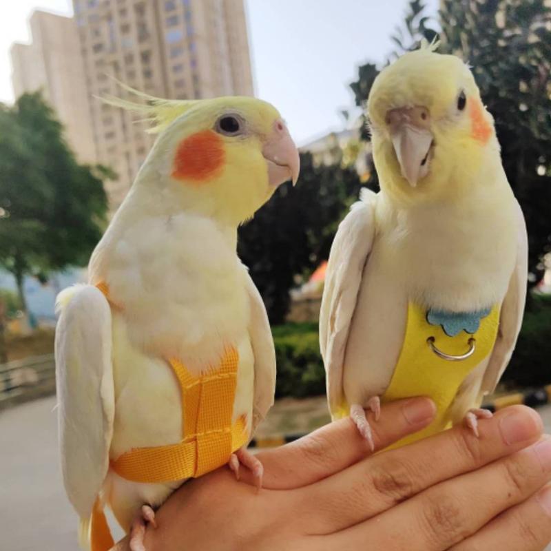 Cute Birds Flight Suit Parrot Diaper Flight Suit Diaper Clothes - TikTok Shop Singapore