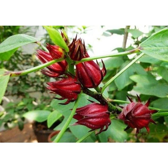 20pcs Seeds Roselle Hibiscus Flower Ribena Biji Benih Bunga Rosel ...