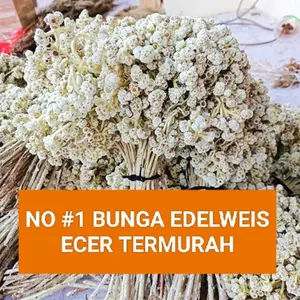 BUNGA EDELWEIS KERING BUNGA EDELWEIS BROMO BUDIDAYA - Shop | Tokopedia