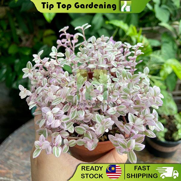 Real Live Plant Succulent Pink Lady Bunga Hidup - TikTok Shop Malaysia