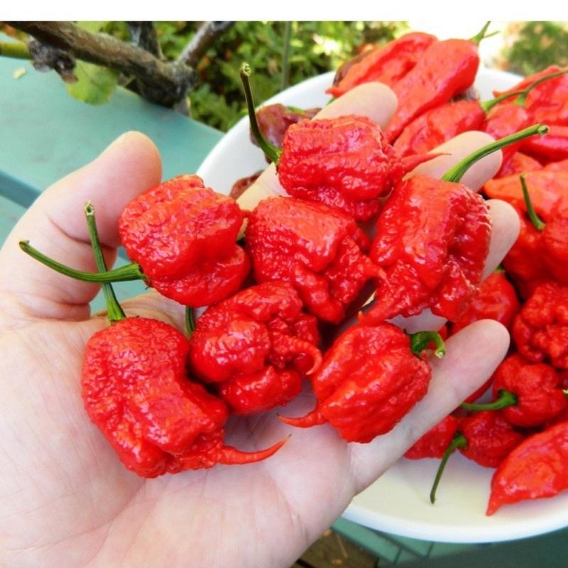 10pcs Ghost Devil Pepper Chili Super Hot Spicy - SEED / Benih - TikTok ...