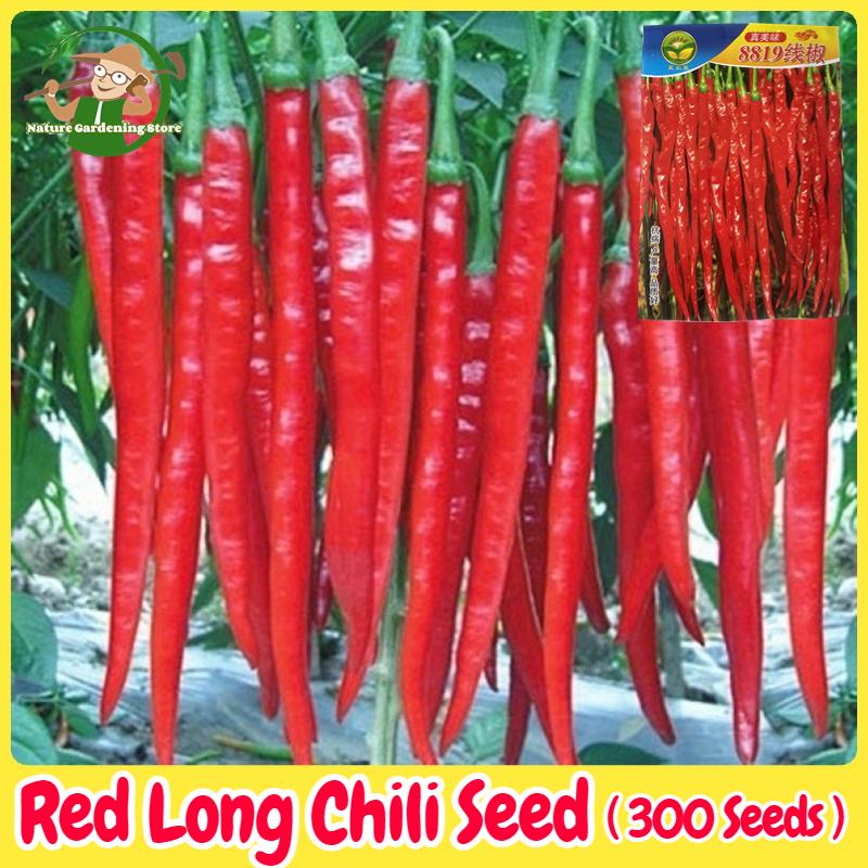 Fresh Organic Red Long Chili Seeds for Planting (300 Seeds) - TikTok ...
