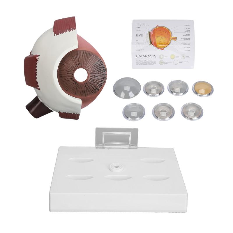 QWORK 6X Enlarged Human Eye Anatomy Model, Magnified Eyeball - TikTok Shop