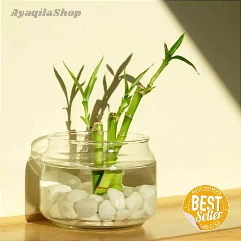 VAS BUNGA TABUNG KACA / POT TANAMAN AIR AESTHETIC / BAMBU HOKI - Shop ...
