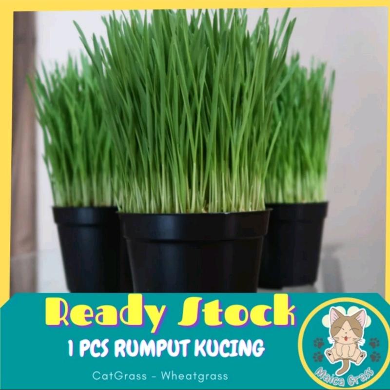 RUMPUT KUCING SIAP KONSUMSI - Rumput Gandum - Wheatgrass Import - Shop ...