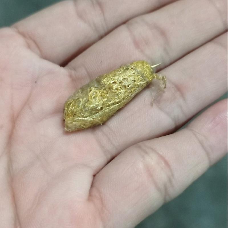 hiasan besi kuningan kepompong kode 39 - Shop | Tokopedia