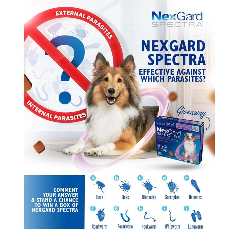 Nexgard Spectra with Stickers Anti Tick & Flea with Sticker for ...