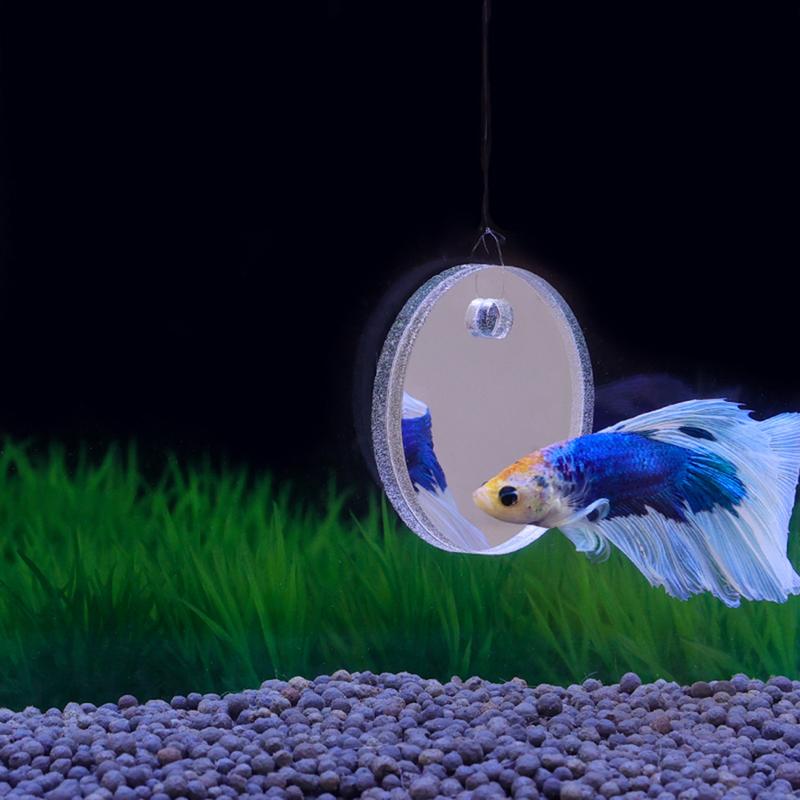 Round Betta Mirror Dia. 2-3 Inch For Betta Training Exercise - TikTok ...