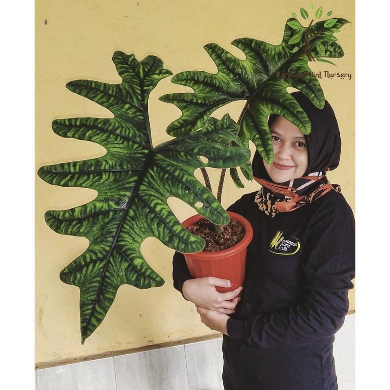 Berjaya Plant Nursery - Alocasia Rare/Pokok Keladi(Pokok Keladi - TikTok Shop Malaysia