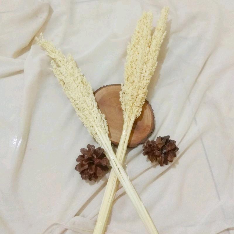 1 ikat bunga cantel bleaching | bunga cantel kering untuk dekorasi ...