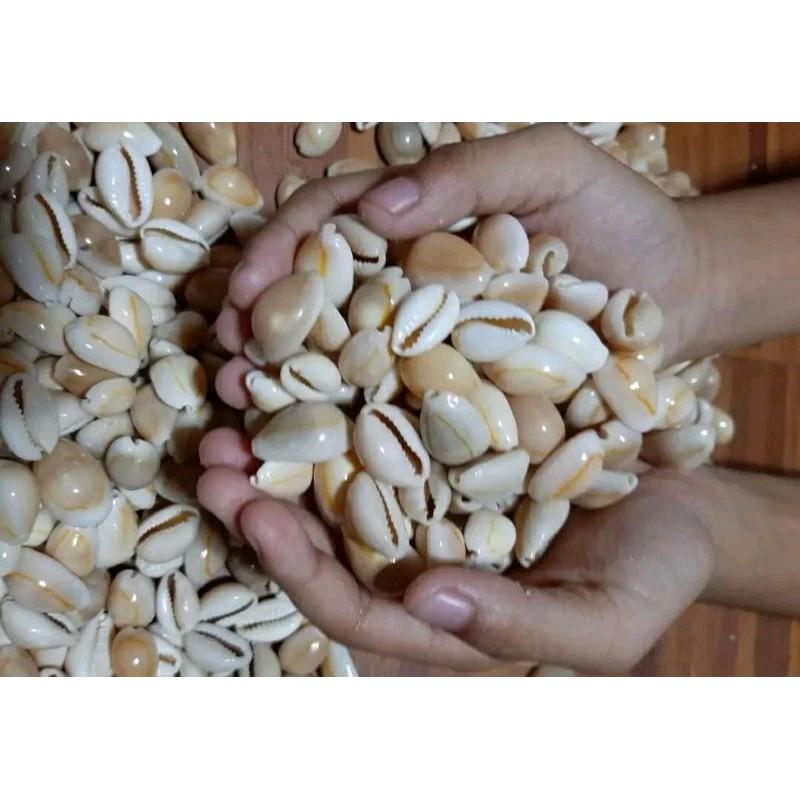 1 jar sigay/sea shell for sungka/more or less 120 grams - TikTok Shop ...