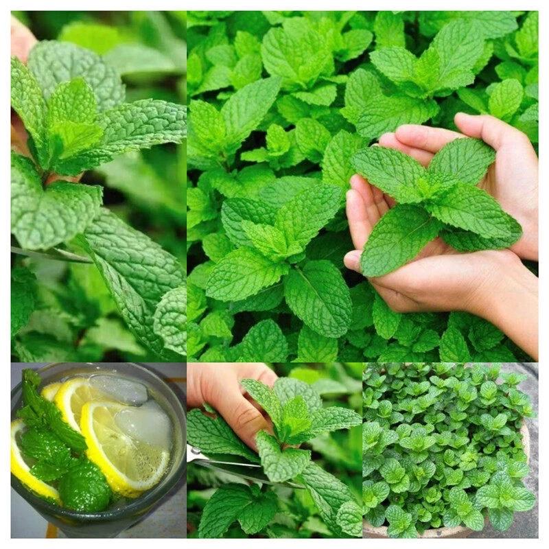 Peppermint Seeds (2000seeds) - Premium Pack Natural Mint Her - TikTok ...