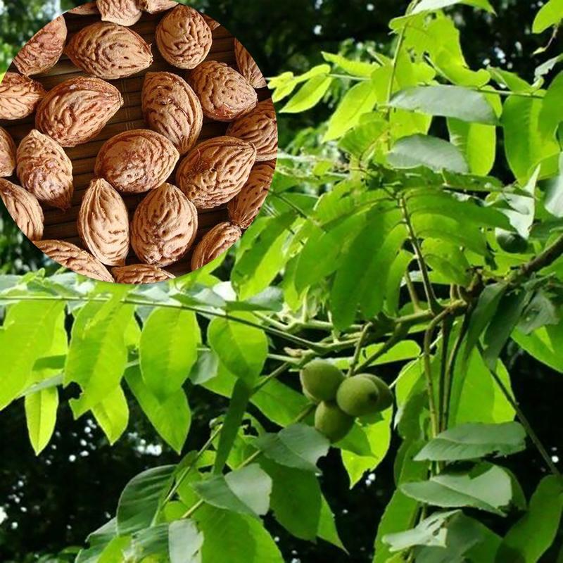 5Pcs Heartnut Seeds Walnut Tree Garden Park Farm Backyard Easy - TikTok ...