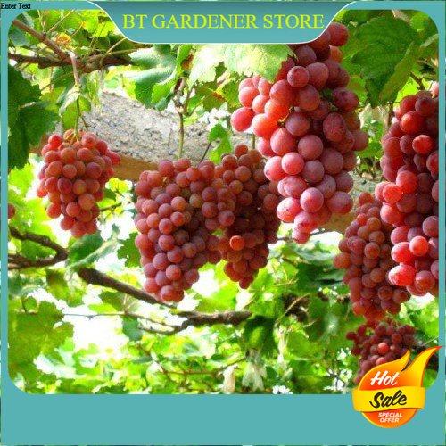 3 pcs Grapes Seeds (Red Cardinal ) Biji Benih Anggur Ready Stock ...