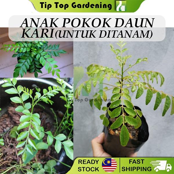 Anak Pokok Daun Kari Untuk Ditanam Pokok Hidup Real Live Plant - TikTok ...