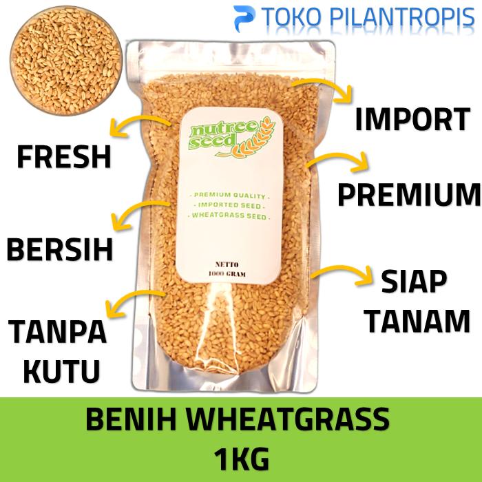 GROSIR BENIH WHEATGRASS 1KG BIBIT RUMPUT GANDUM KUCING MICROGREEN ...