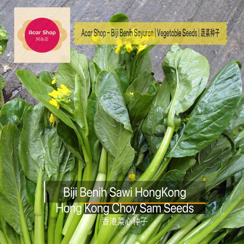 Hong Kong Choy Sam Seeds | Biji Benih Sayur Sawi Hong Kong - TikTok ...