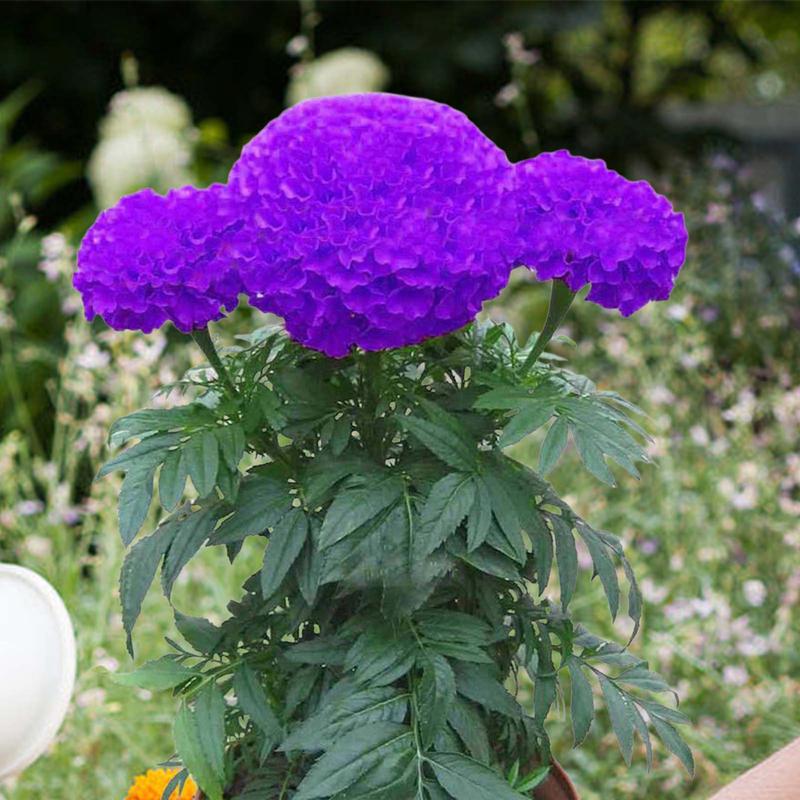 100PCS Household Marigold Potted Seeds Wide Range Coverage Easy ...