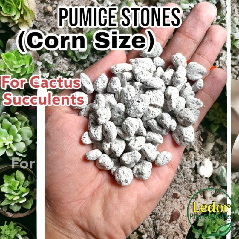 Corn size Pumice stone for plants 500 grams & 1 kilo best fo - TikTok ...
