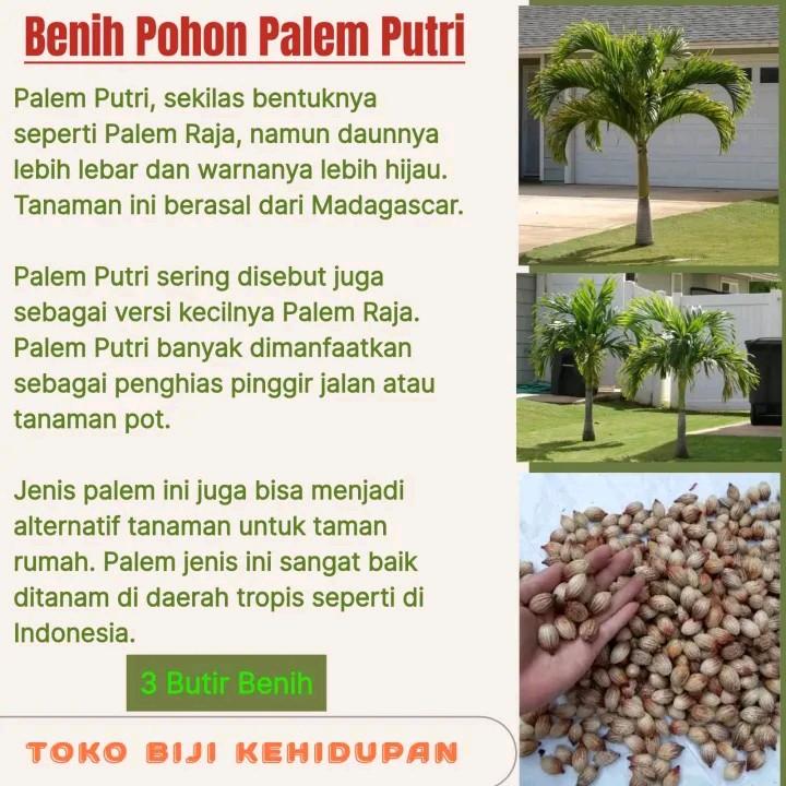 3 BIJI BENIH POHON PALEM PUTRI (REPACK) - Shop | Tokopedia
