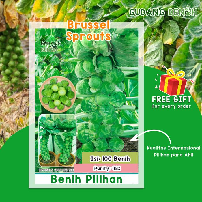 Promo [TERBARU] Benih Tanaman Sayuran Brussel Sprout Kubis mini ...