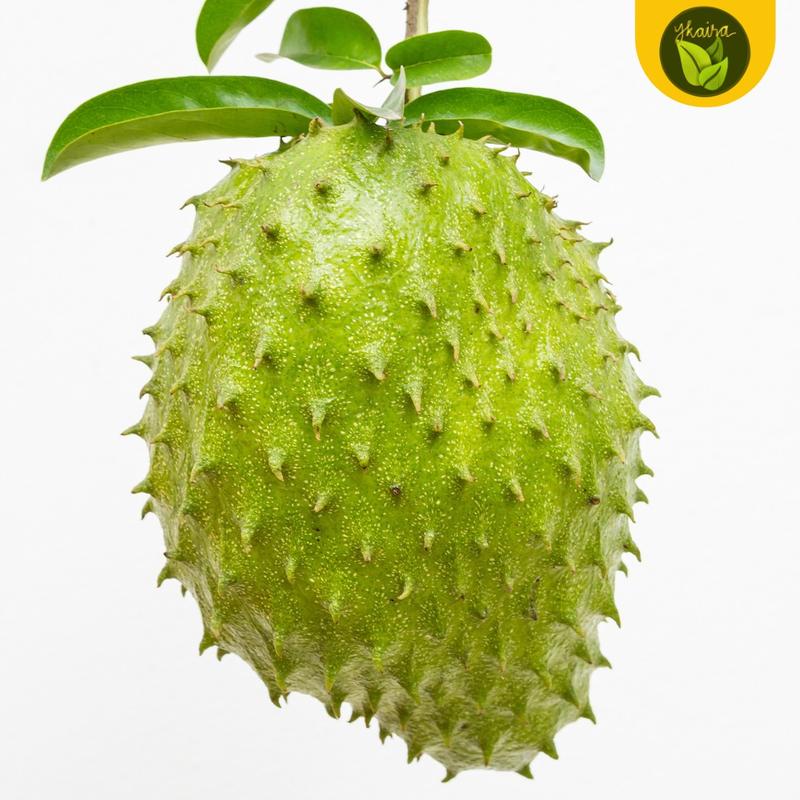 guyabano 5 seeds for planting binhi pantanim - TikTok Shop Philippines