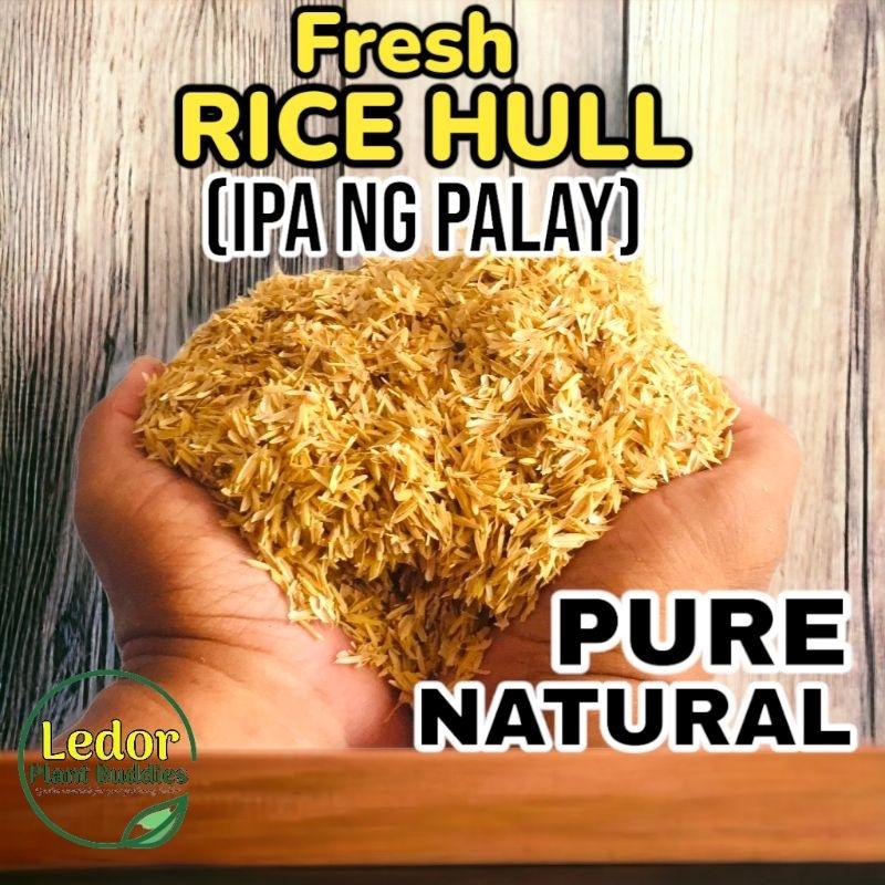 Ipa Fresh Rice Hull Ipa ng Palay 250 & 500grams Rice Husk plants ...