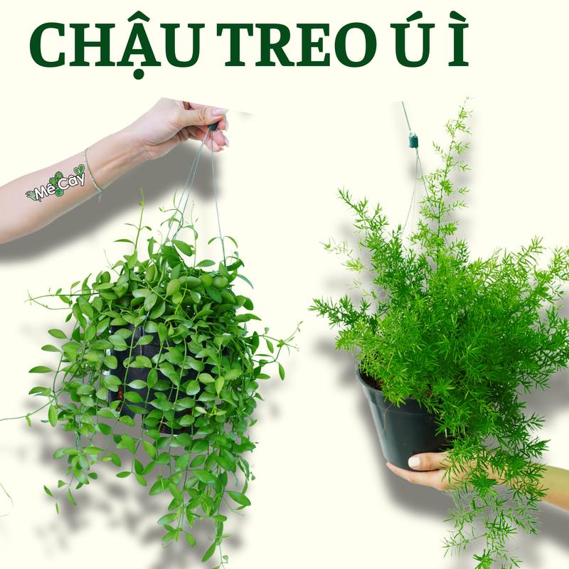 các cây treo Ú Ì - treo ban công, cửa sổ, mái hiên Decor - TikTok Shop ...