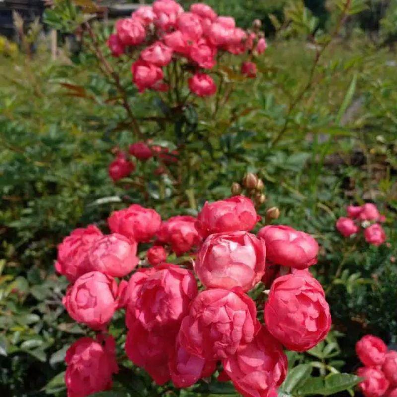 tanaman bunga Mawar kubis pink berbunga rose - Mawar Hidup Berlabel ...
