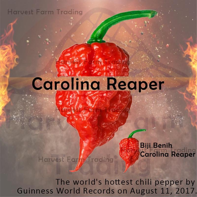 Biji Benih Cili Pedas Giler Carolina Reaper 3Pcs Biji Vegetable ...
